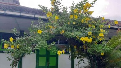 10 Tanaman Rambat Hias Paling Populer, Bikin Makin Betah Di Rumah ...