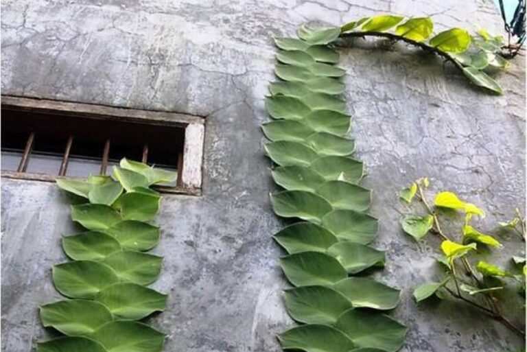 10 Tanaman Rambat Hias Paling Populer, Bikin Makin Betah Di Rumah ...