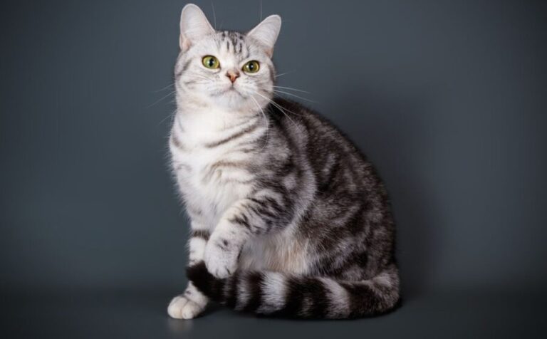 16 Jenis Kucing Peliharaan Paling Populer Saat Ini, Lucu Dan ...