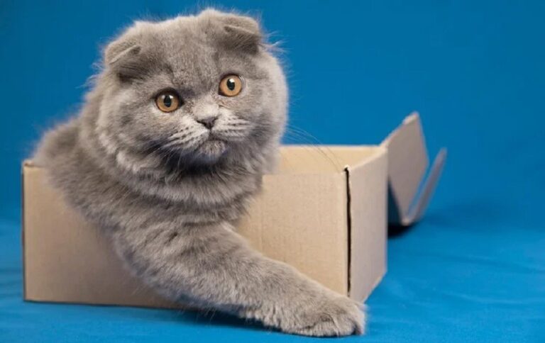 16 Jenis Kucing Peliharaan Paling Populer Saat Ini, Lucu Dan ...