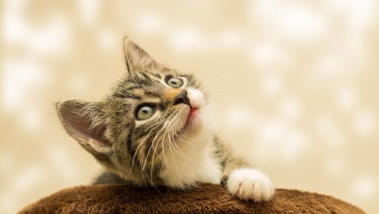 Tak Hanya Menggemaskan, Ini 5 Fakta Unik Kucing Mujair! - BekelSego