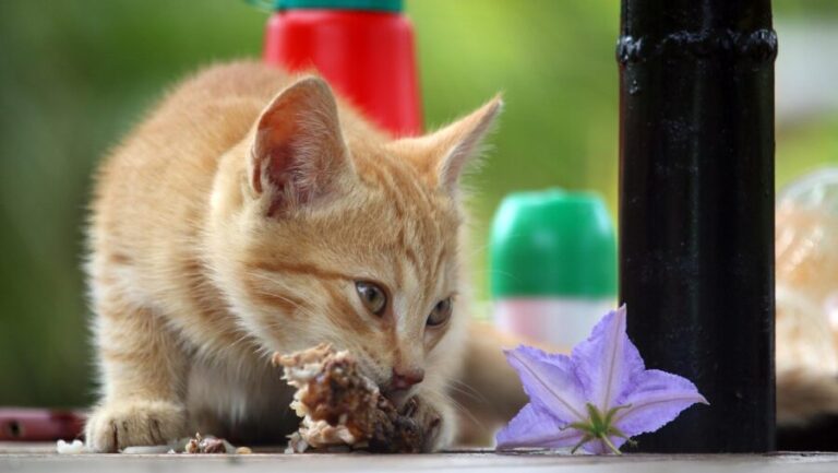 Tak Hanya Menggemaskan, Ini 5 Fakta Unik Kucing Mujair! - BekelSego